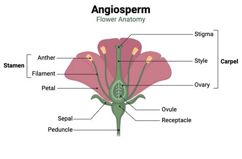 Tissues Definition Types Structure Examples Biology Notes Online