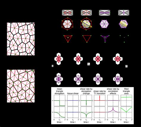 Quantifying Cellular Contributions To Tissue Shear Using Two Different