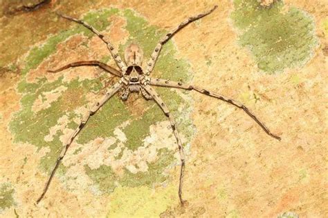 Venomous Spiders In North America Nature Roamer
