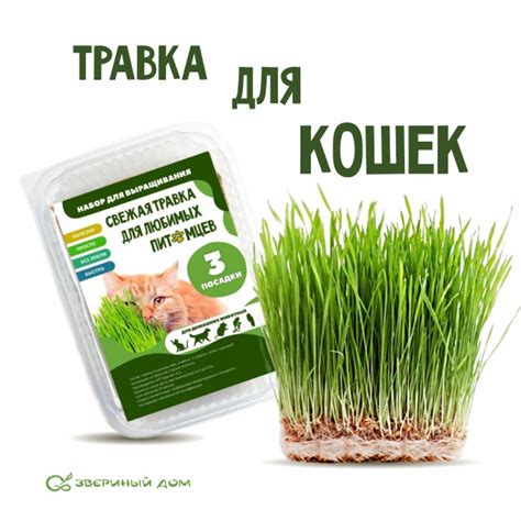 Травка для кошек, набор для проращивания на 3 посадки, лакомство для ...