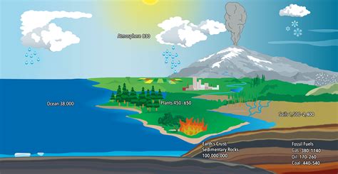 Carbon Cycle Definition Steps Importance Examples Gee