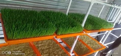 Upvc Hydroponic Grass Fodder Machine Automatic At ₹ 16500 In Thane