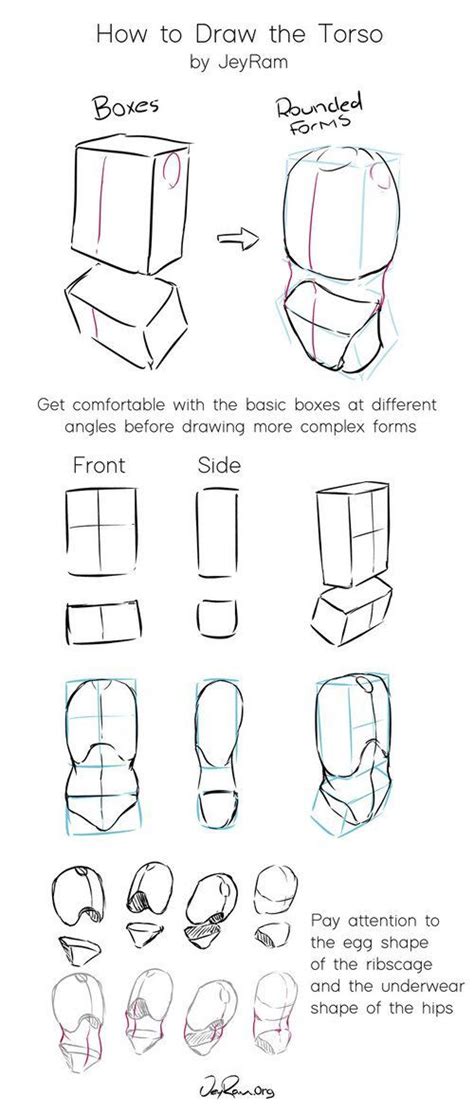 Learn How To Draw The Torso Of The Human Body Using The Worksheet And