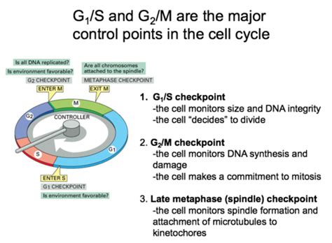 Biology Exam 4 Flashcards Quizlet