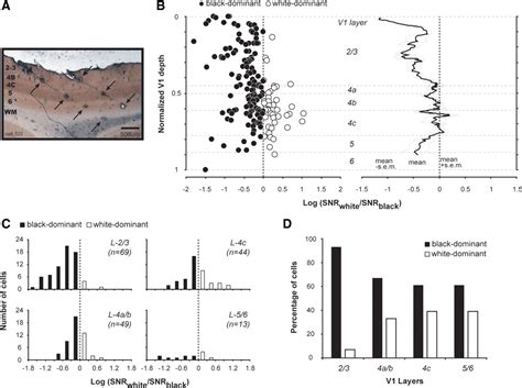 Black” Responses Dominate Macaque Primary Visual Cortex V1 Journal
