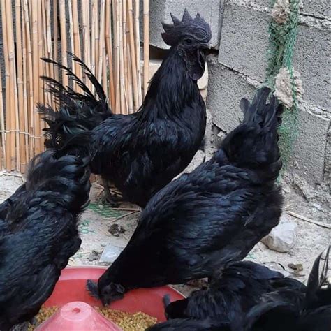 Kadaknath Chicken A Near Mythical Chicken