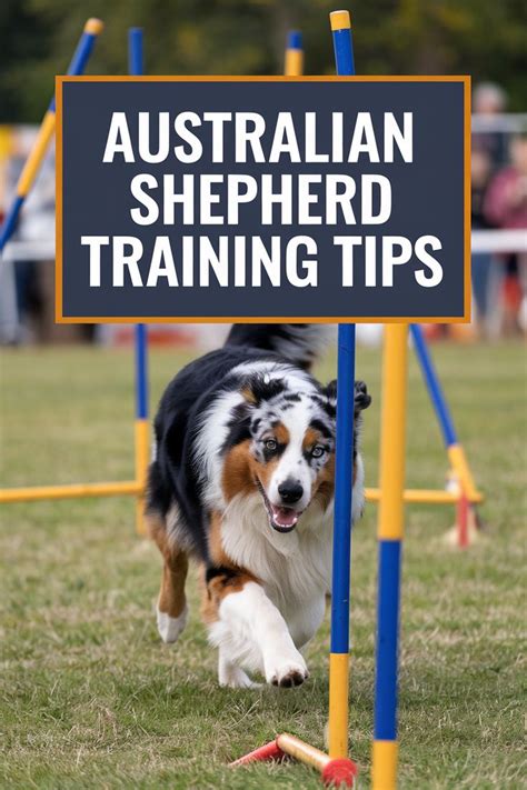 🐾 Australian Shepherd Training Tips For Obedience And Socialization 🐶