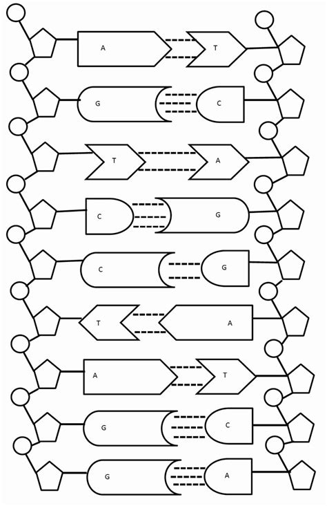 Dna The Double Helix Worksheet Chessmuseum Template Library
