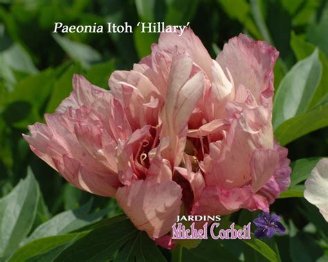 Paeonia ‘hillary Itoh Pivoine Intersectionnelle Intersectional