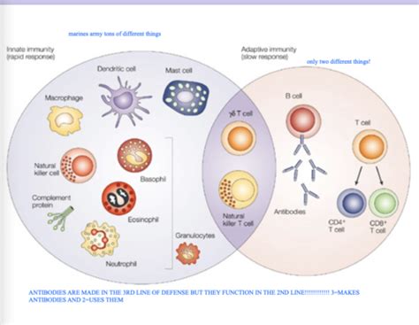 E3 Immunology Ii Adaptive Immunity B Lymphocytes Flashcards Quizlet