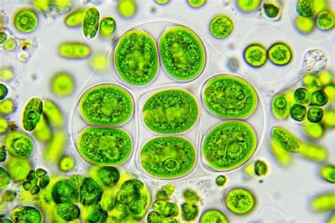 Microorganisms An Introduction Healthtian