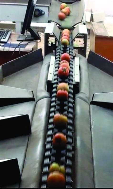 Electronic Fruit Sorting Machine At Fruit Sorting Machine In Ambala ID