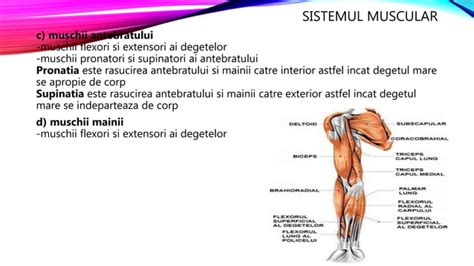 Sistemul Muscularpptx