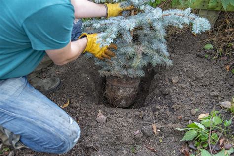 Tree Planting Guide Garden Health