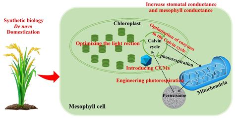 Ijms Free Full Text Research Progress In Improving Photosynthetic