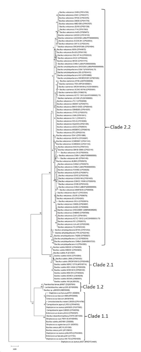 Tetl Protein Phylogenetic Tree The Tree Was Built By Evolutionary