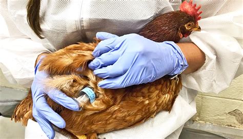 Common Vet Drugs May Control Bed Bugs On Chicken Farms Futurity