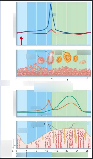Charts Diagram Quizlet