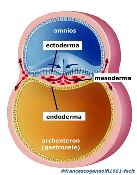 Ectoderme