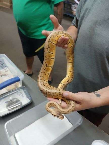 Female Lemon Blast Ball Python Friendly Eats Live And Frozen Rogers