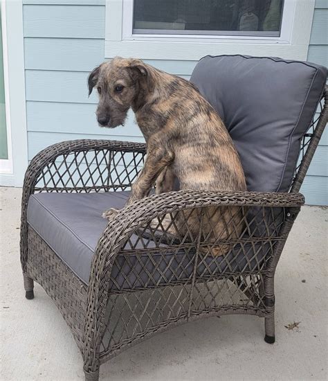 Auggie Ioves Furniture Ririshwolfhound