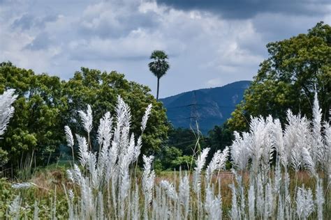 Beautiful Landscape Photography By Priyanshu Sutar Bba Ksom Blog Site Of Kiit School Of
