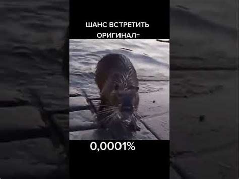 Курва бобер #бобер #бобёр #польша - YouTube