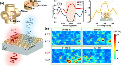 a lcp and rcp incident vertically on a three dimensional chiral
