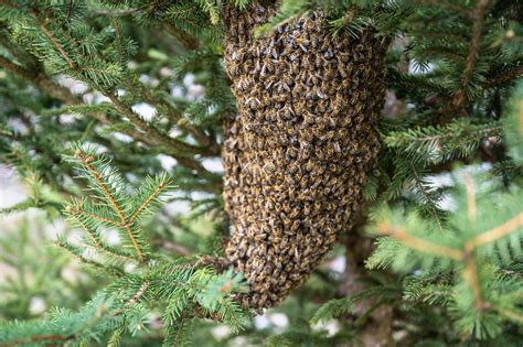 swarm blackwater beekeepers association