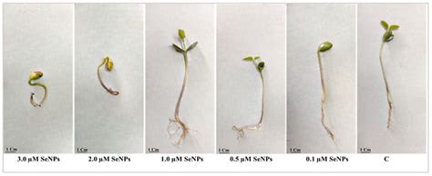 Biogenic Selenium Nanoparticles Anticancer Antimicrobial Insecticidal Properties And Their