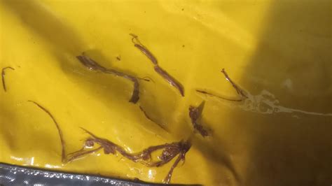 Acanthocephalans P05 Rparasites