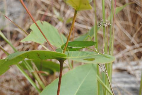 Leaf Katydids In January 2023 By Eve · Inaturalist