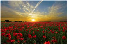 Aligning Images A Guide CSS Reset