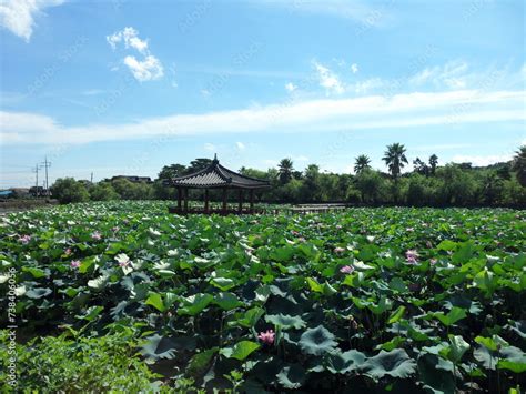 Stockfoto 무더운 여름날 파란 하늘 아래 분홍 연꽃과 꽃잎 그리고 잠시 쉬었다 갈 수 있는 쉼터 Adobe Stock