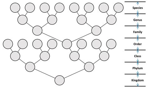 The Species Classification Hierarchy Can Be Used As A Tool To Quantify Download Scientific