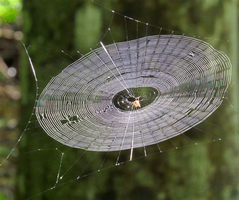 Learn All About The Beauty Of Spider Web Designs James River Pest