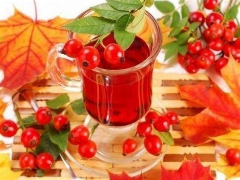Шиповник чай чем полезен