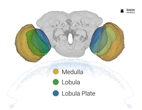 Brain Regions Map For Flywire Flywire