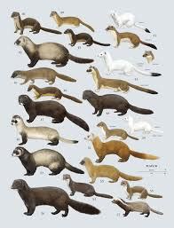 Ferret Colors Tikitavi Ferrets