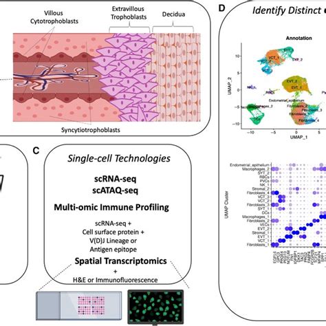 Multi‐modal Single‐cell Approaches A Example Samples May Include