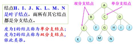 数据结构树和二叉树 树 倒悬树 CSDN博客