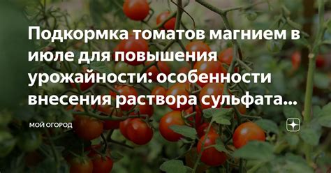 Подкормка томатов магнием в июле для повышения урожайности особенности внесения раствора