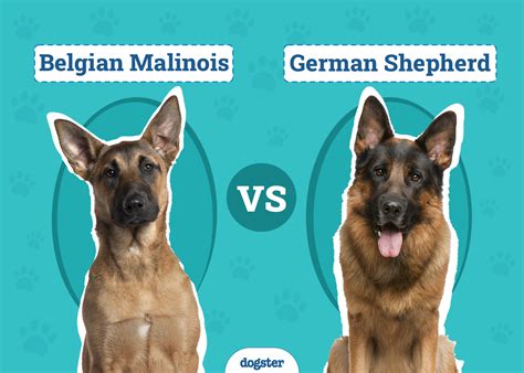 Belgian Malinois Vs German Shepherd Belgian Malinois Vs Dutch