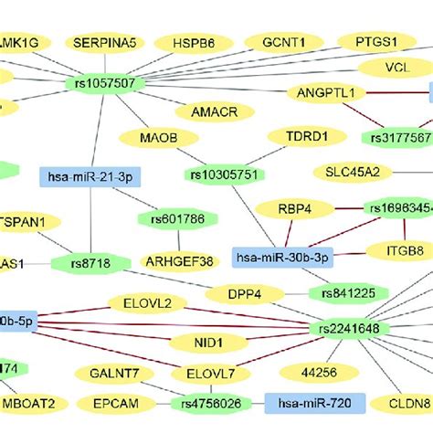 Mrna Snp Mirna Interaction Network Every Box Represents One Mrna Snp Download Scientific