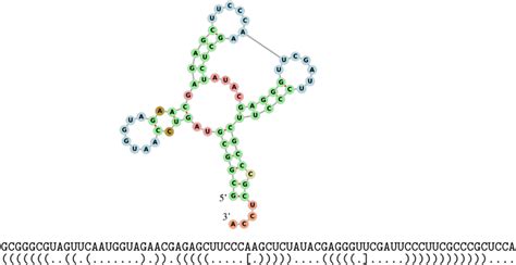 Modified E Coli Trna Pseudoknotted Secondary Structure For A Modified Download Scientific