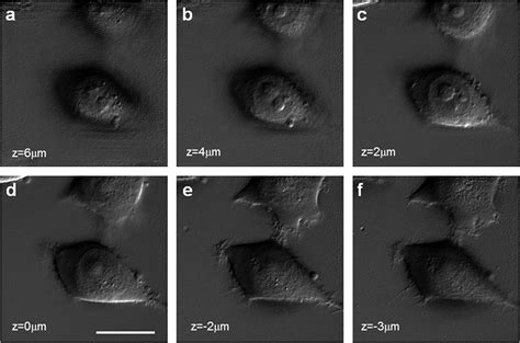 Three Dimensional Differential Interference Contrast Microscopy Using Synthetic Aperture Imaging