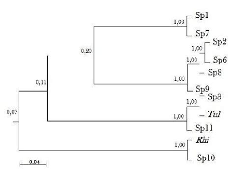 Dendrogram Showing The Phylogenetic Relationship Of Several Species And Download Scientific
