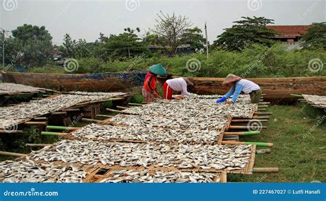 Workers Processing Fish In The Fish Drying Industry Editorial
