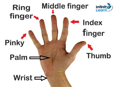 Hand Knuckle Names Hand Rheumatoid Arthritis Physiopedia