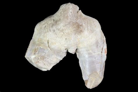6 Fossil Shark Xenacanthus Tooth Texas 136341 For Sale